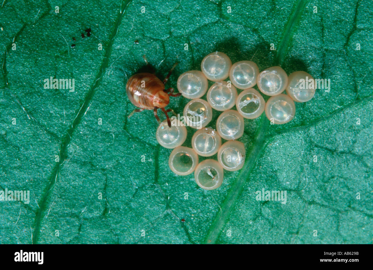 Egg batch from Heteroptera species hatching Stock Photo - Alamy