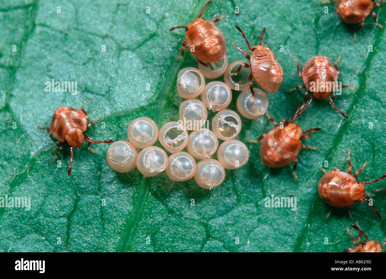 Egg batch from Heteroptera species hatching Stock Photo - Alamy