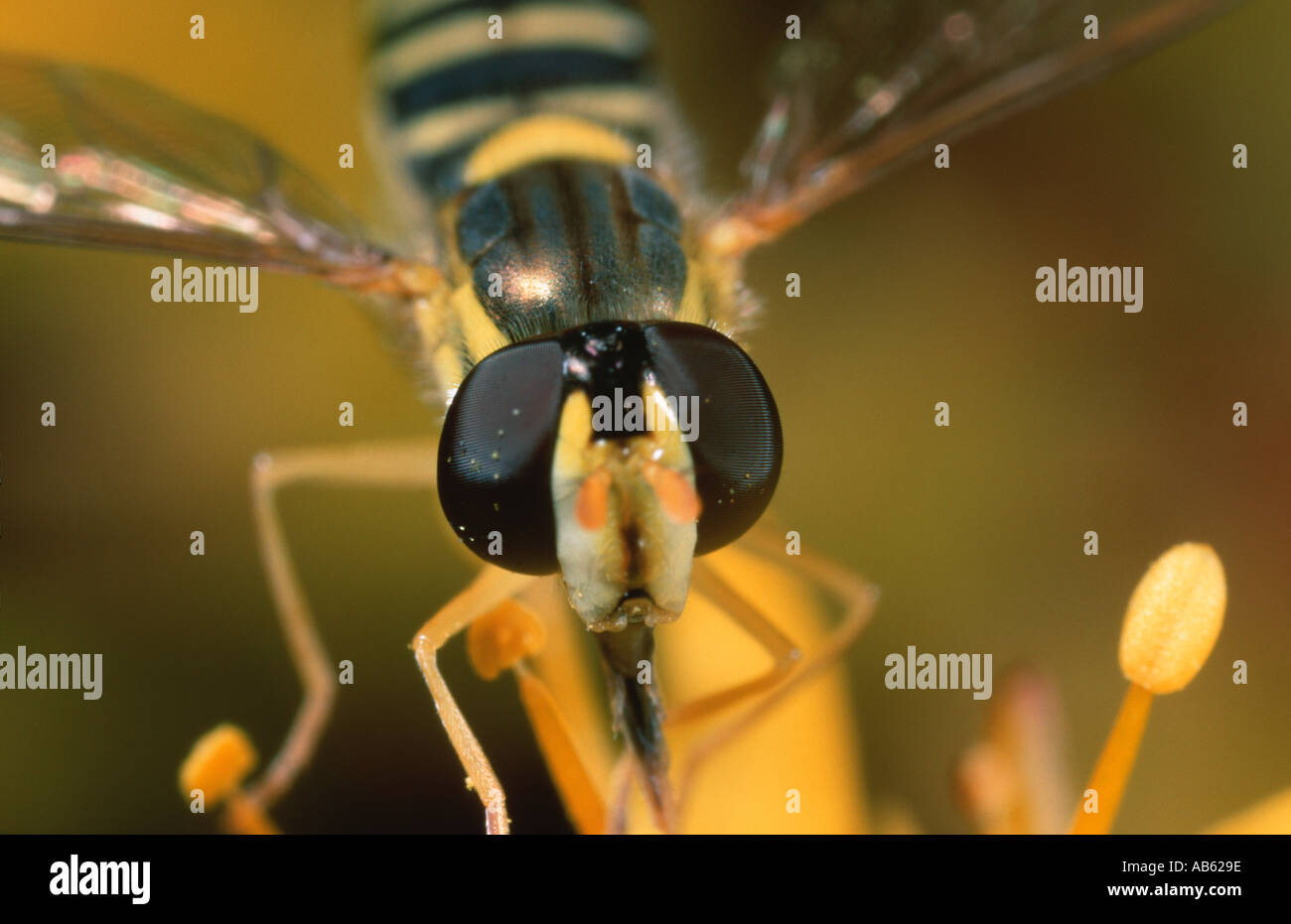 Portrait of a Hoverfly Diptera Syrphidae on a flower Stock Photo - Alamy