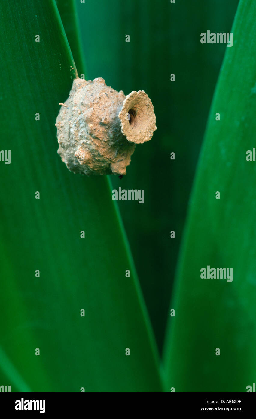 Baby wasp hi-res stock photography and images - Alamy