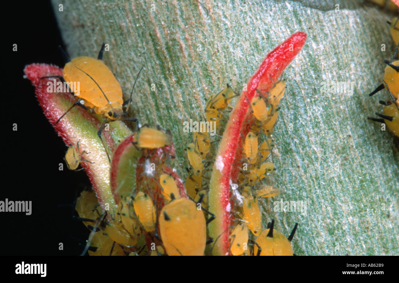 Yellow plant lice Homopteran Aphids Stock Photo - Alamy