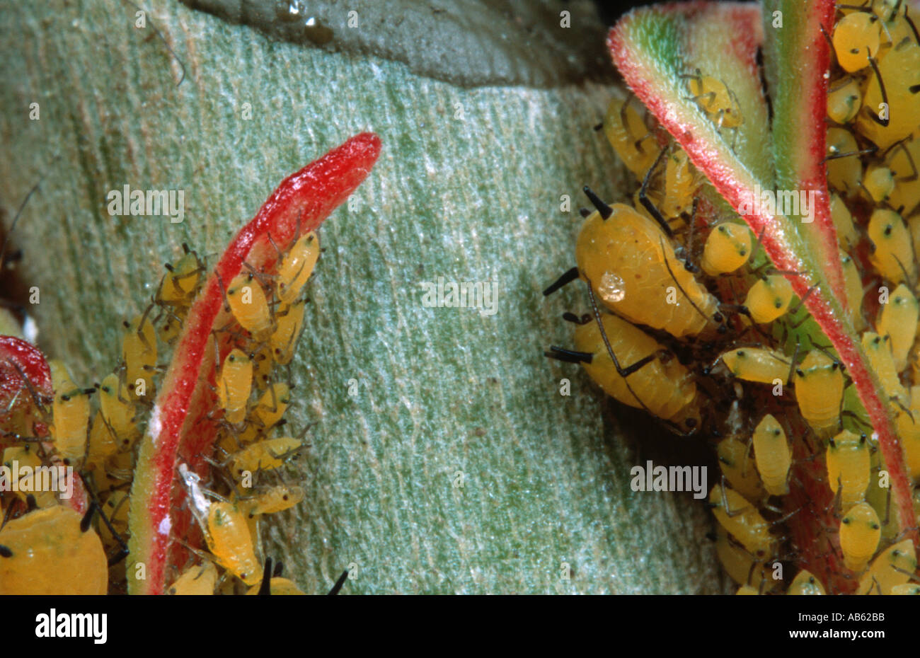 Yellow plant lice Homopteran Aphids Stock Photo - Alamy