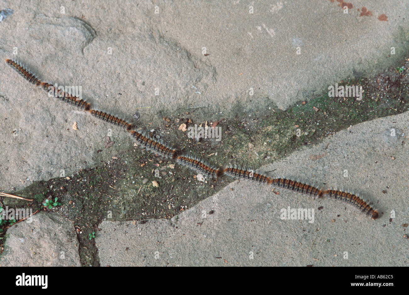 Caterpillar thread hi-res stock photography and images - Alamy