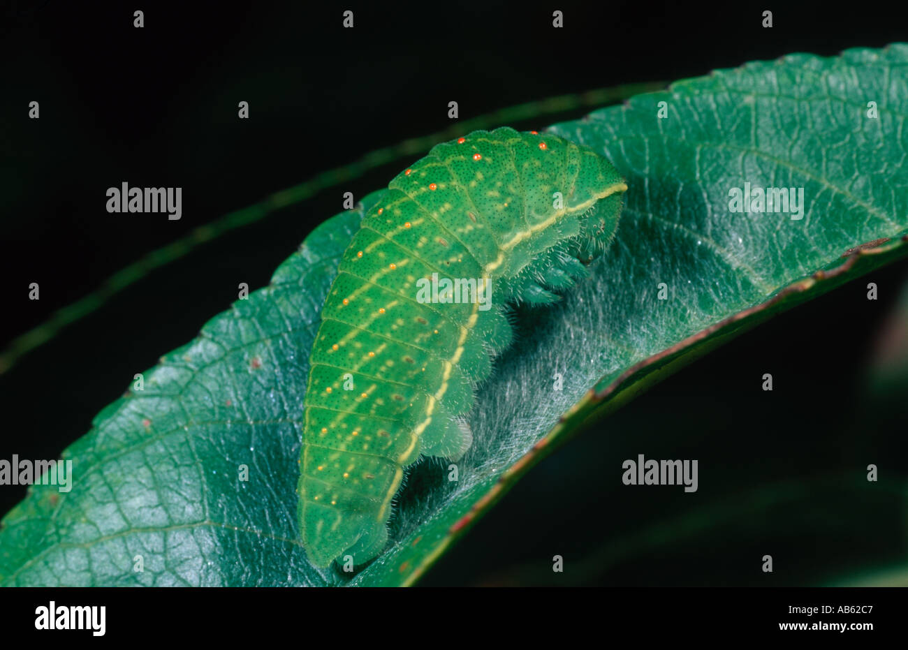 Pupating caterpillar of Iphiclides podalirius butterfly Stock Photo - Alamy
