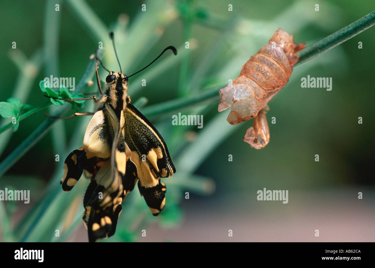 Chrysalid hi-res stock photography and images - Alamy