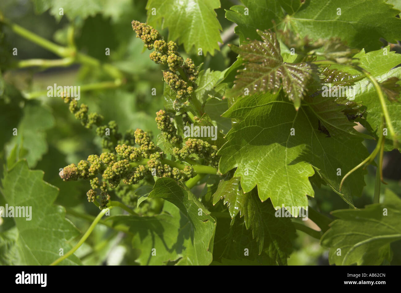 Flame seedless grapes hi-res stock photography and images - Alamy