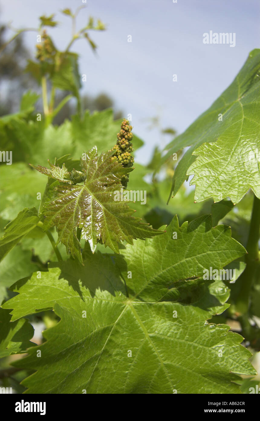 new flame grapes Stock Photo - Alamy