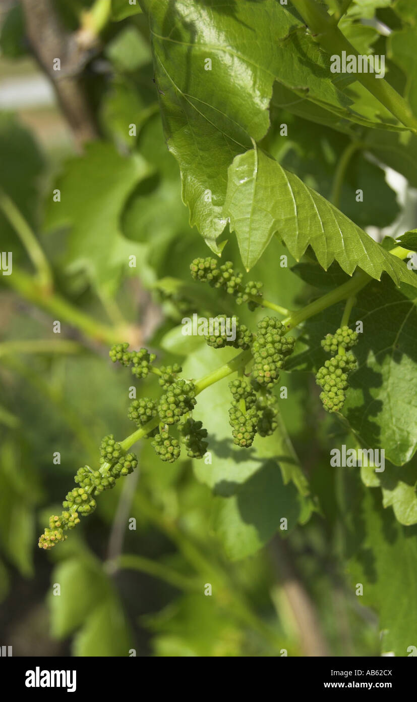 Thompson seedless grapes hi-res stock photography and images - Alamy