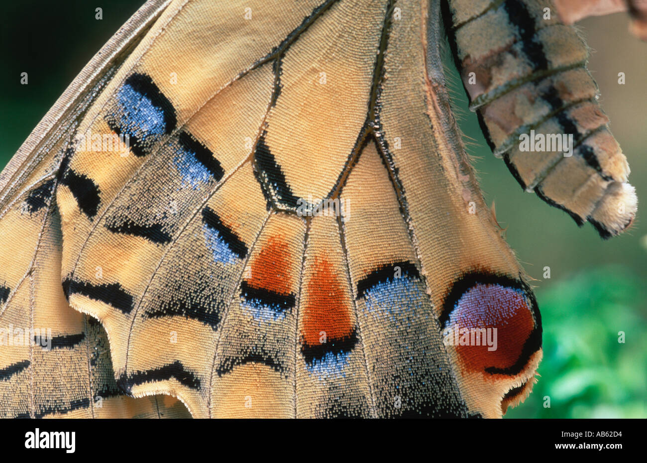 Wing details of Swallowtail butterfly Papilio machaon Stock Photo - Alamy