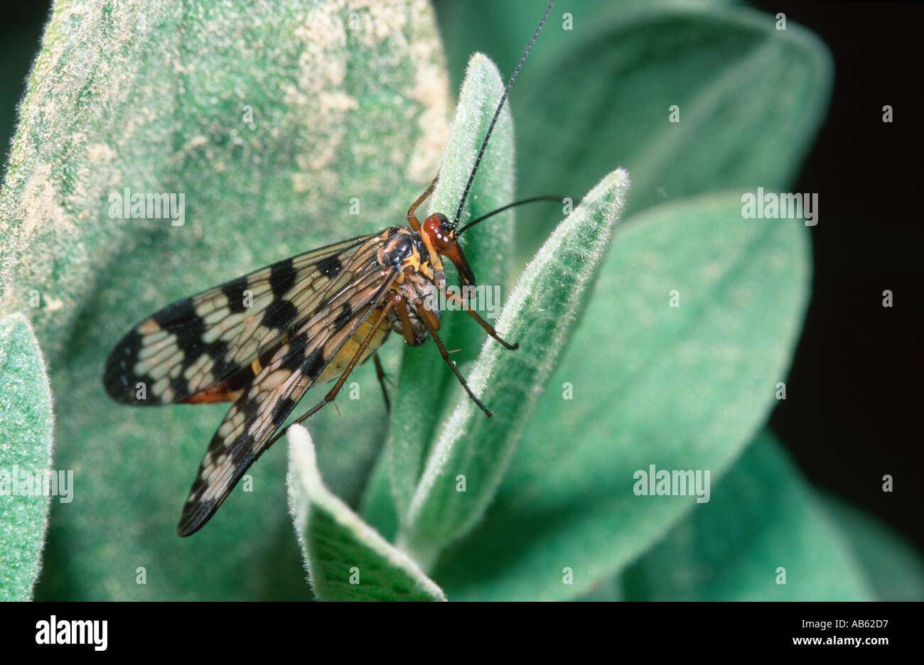 Female Panorpa communis Scorpion Fly Stock Photo - Alamy