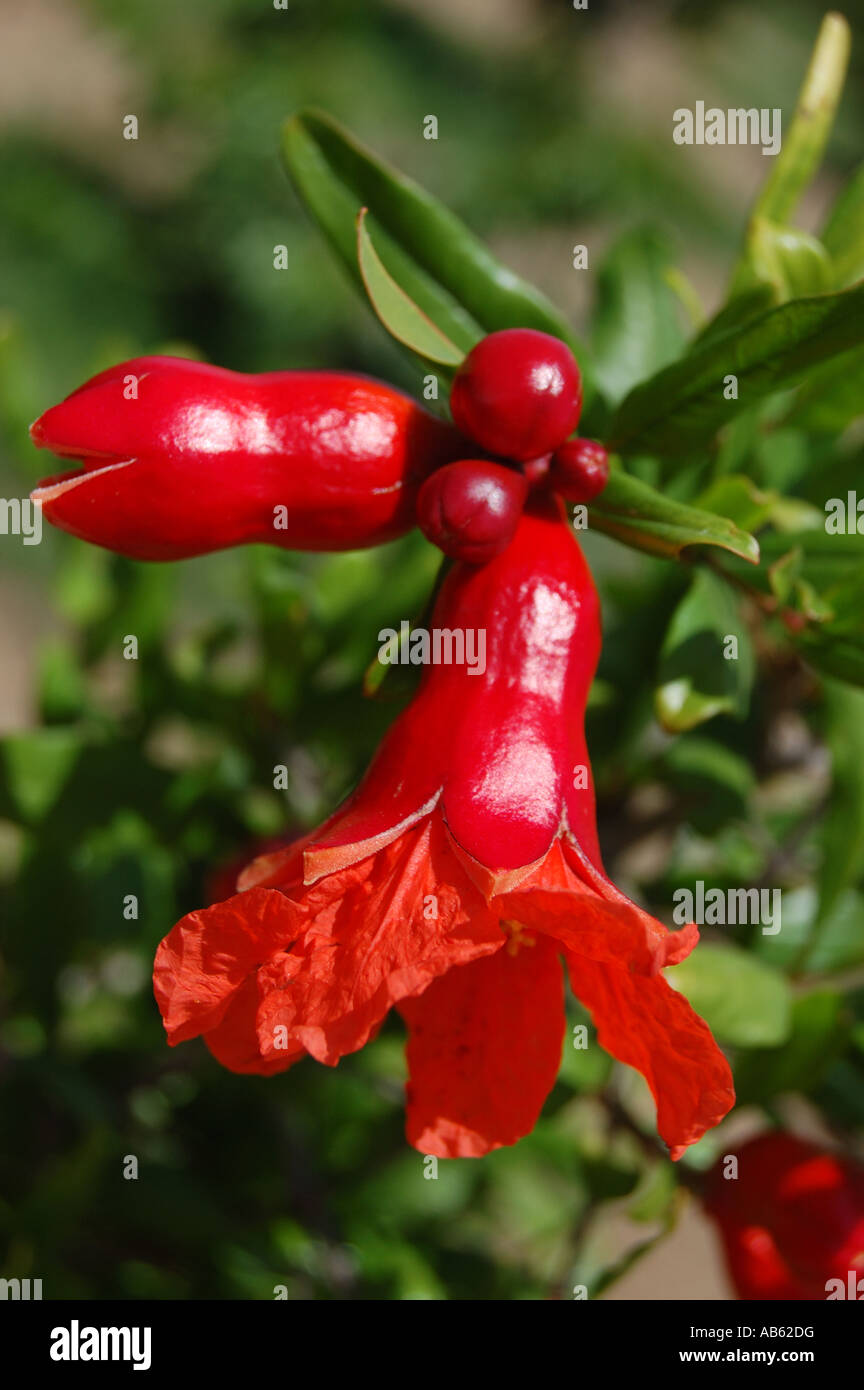 Pomegranate flower Punica granatum L Stock Photo - Alamy