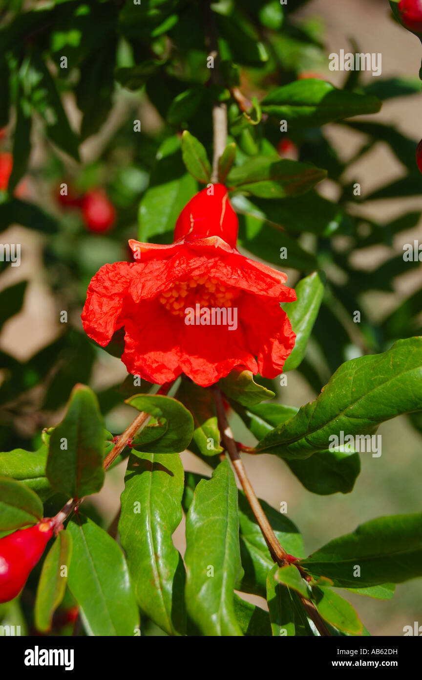 Pomegranate flower Punica granatum L Stock Photo - Alamy