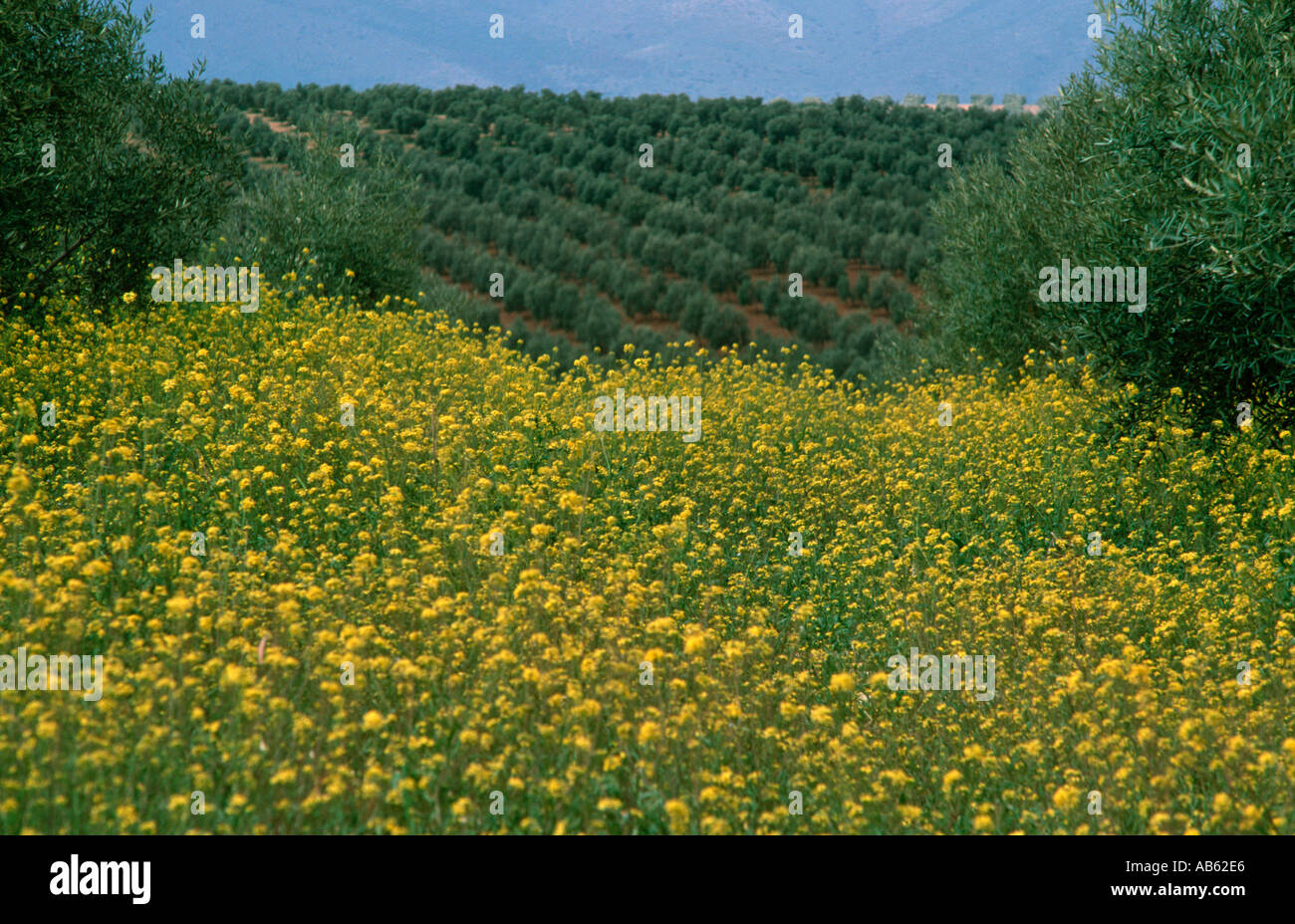 Olive tree field with yellow flowers andalucía Spain Stock Photo - Alamy