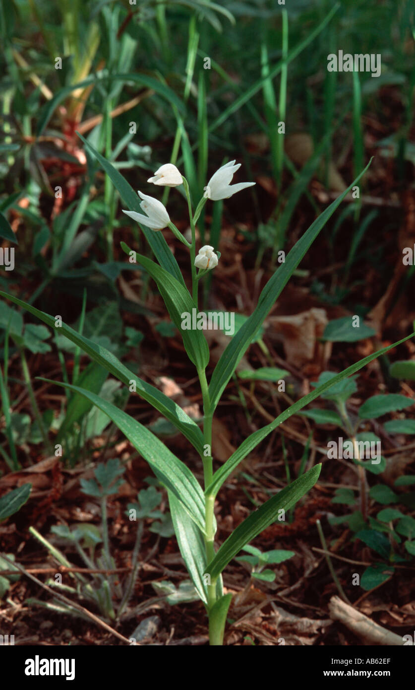 Long Leaved Helleborine Orchid Cephalantera longifolia whole plant ...