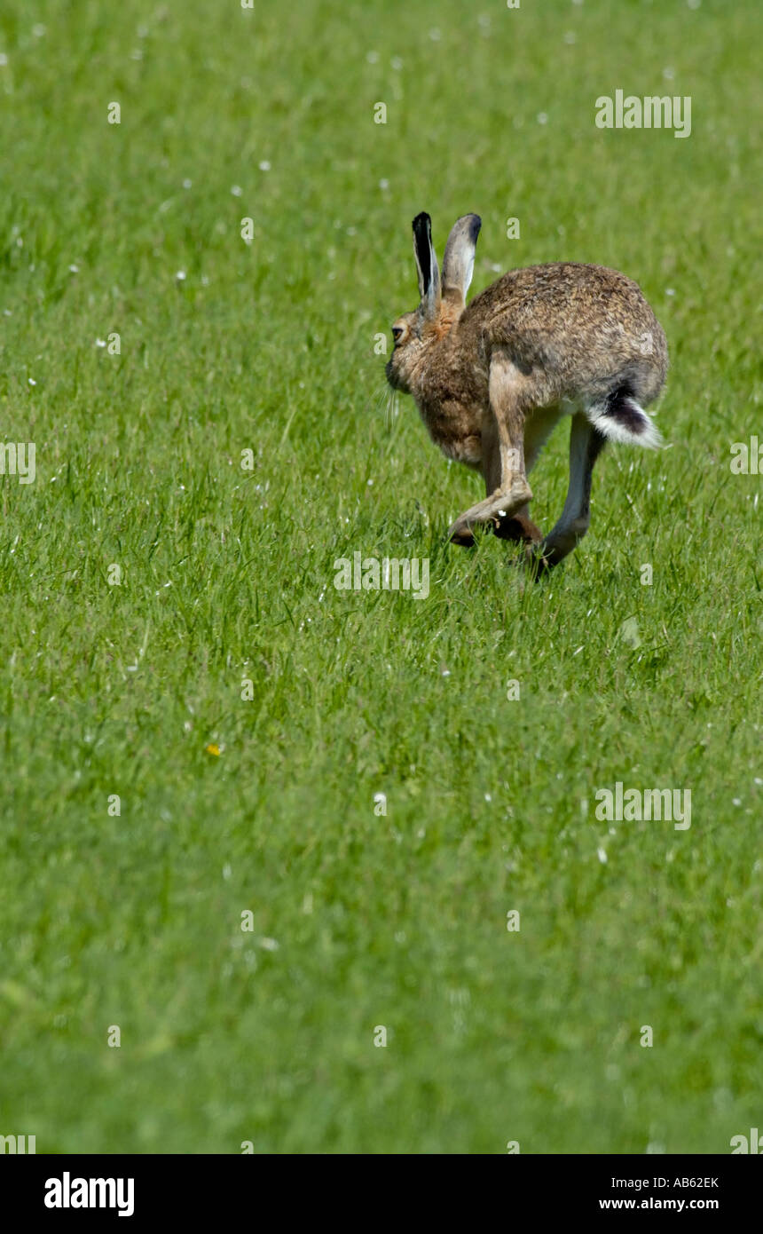 brown hare running away across meadow on the isle of islay scotland ...