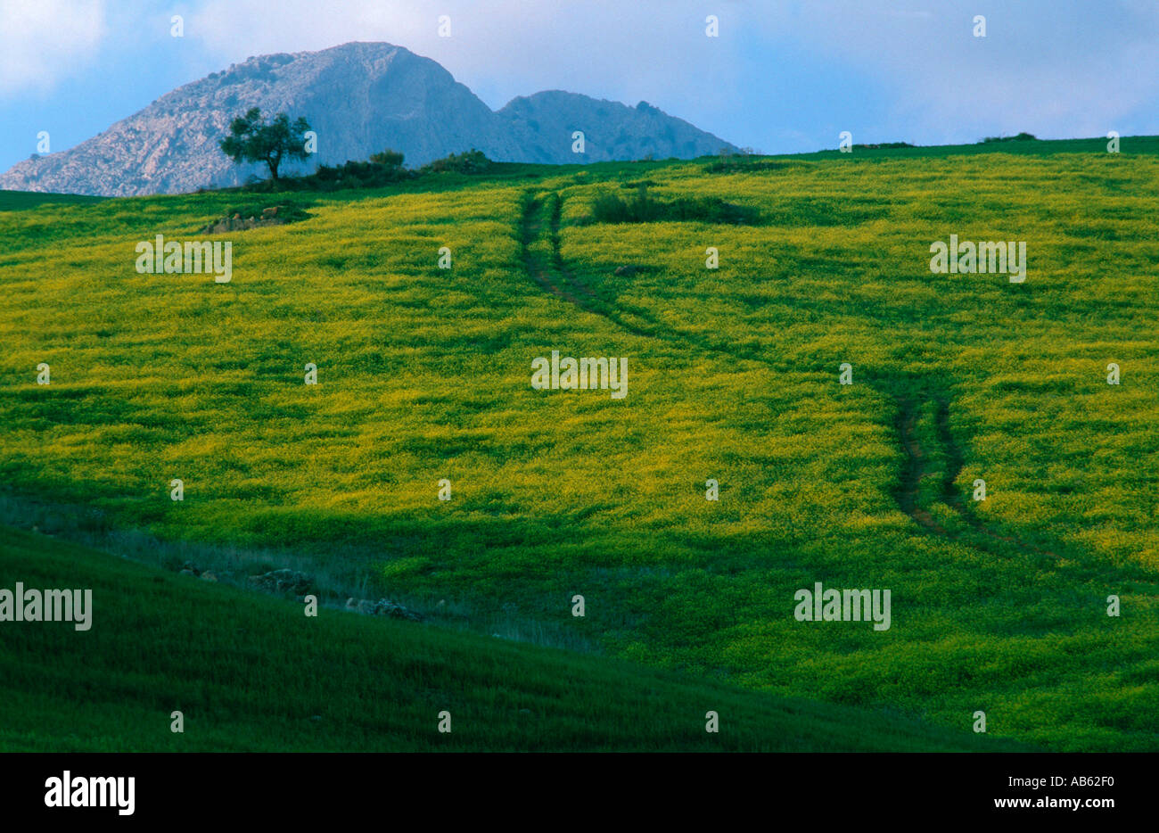 Road treads on grass with tree and mountain Stock Photo - Alamy