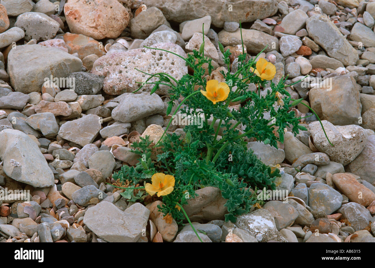 Yellow horn poppy hi-res stock photography and images - Alamy