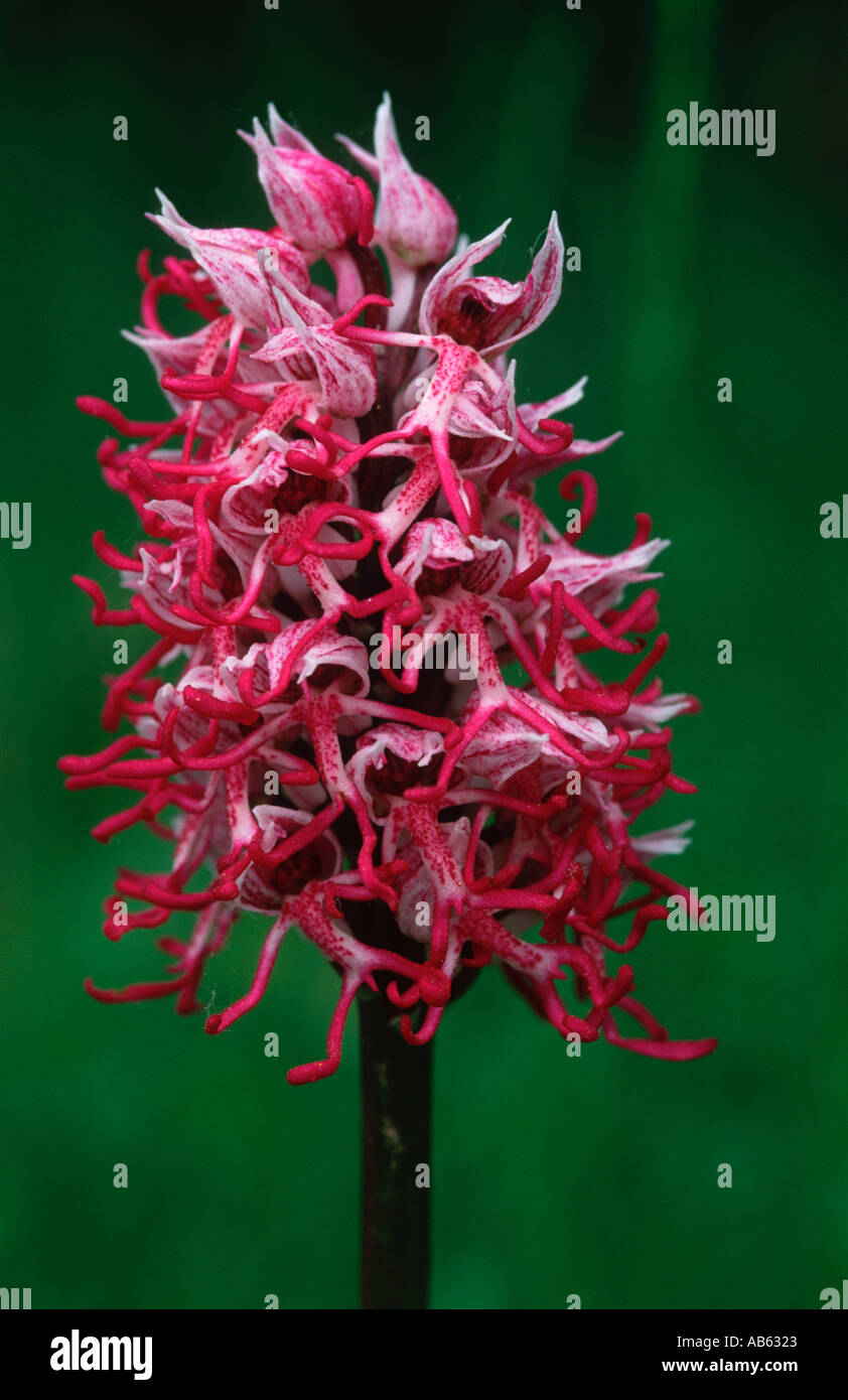 Monkey Orchid Orchis simia inflorescence Stock Photo - Alamy