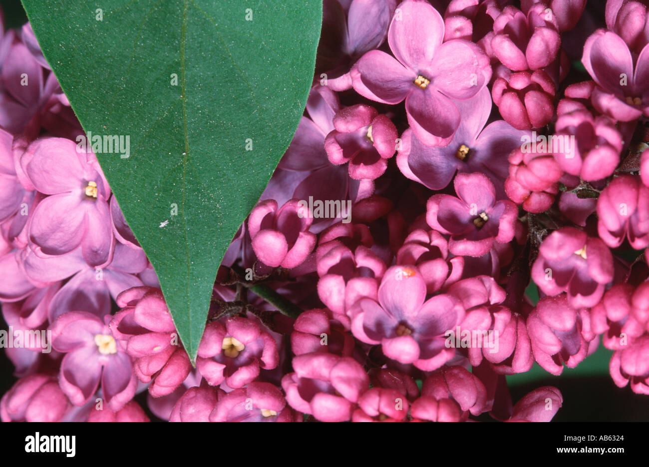 Lilac Syringa sp flower and leaf details Stock Photo - Alamy