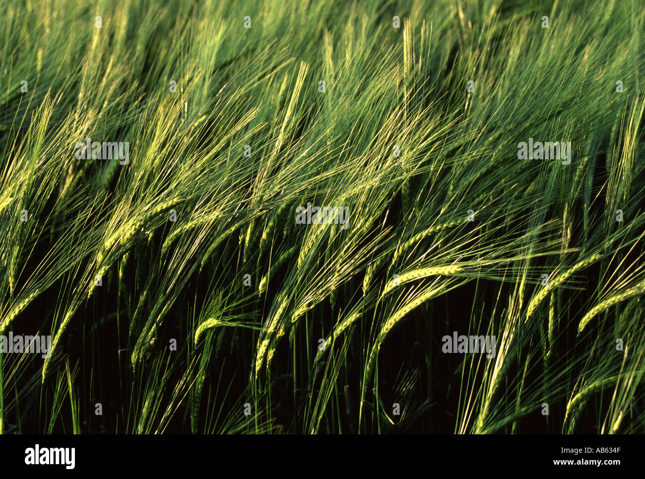 Two rowed barley hordeum vulgare hi-res stock photography and images ...