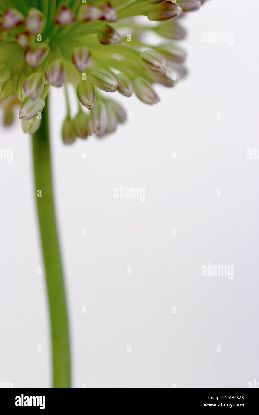 Purple flower stem Cut Out Stock Images & Pictures - Alamy