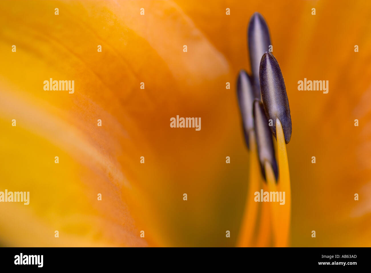 Daylily flower and stamens detail Stock Photo - Alamy