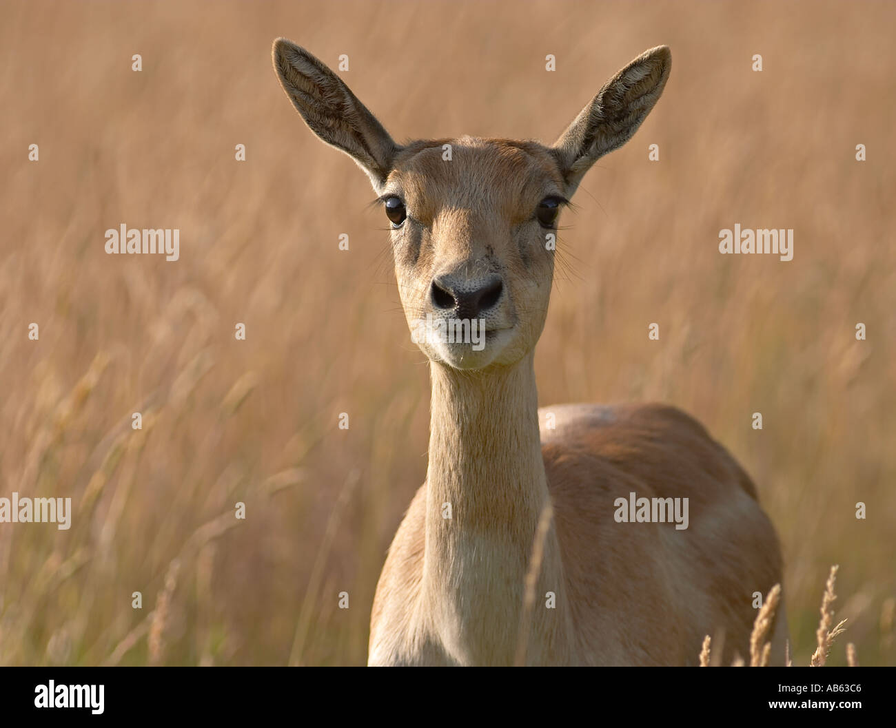 Young Female Blackbuck Stock Photo - Alamy