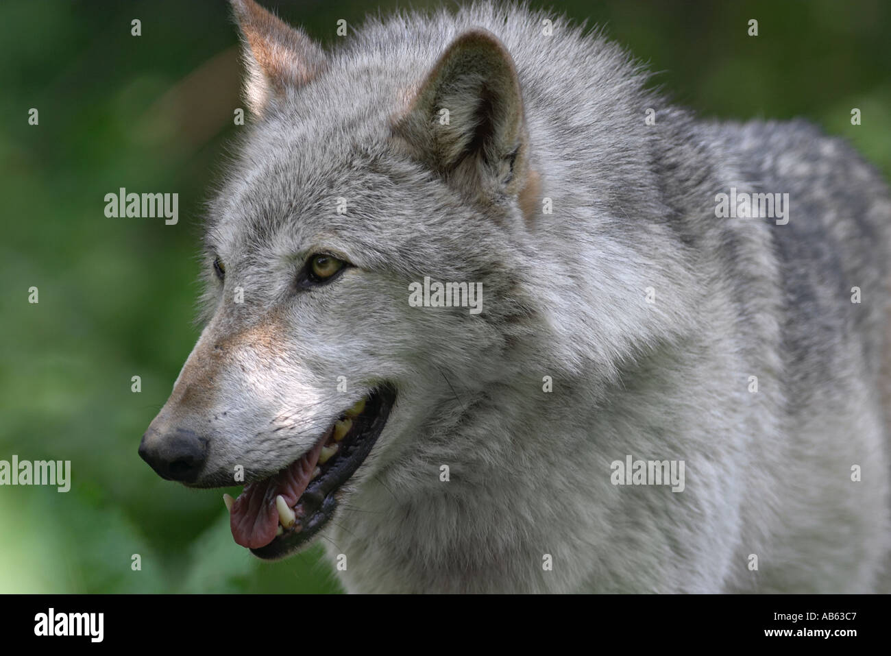 Canadian wolf hi-res stock photography and images - Alamy