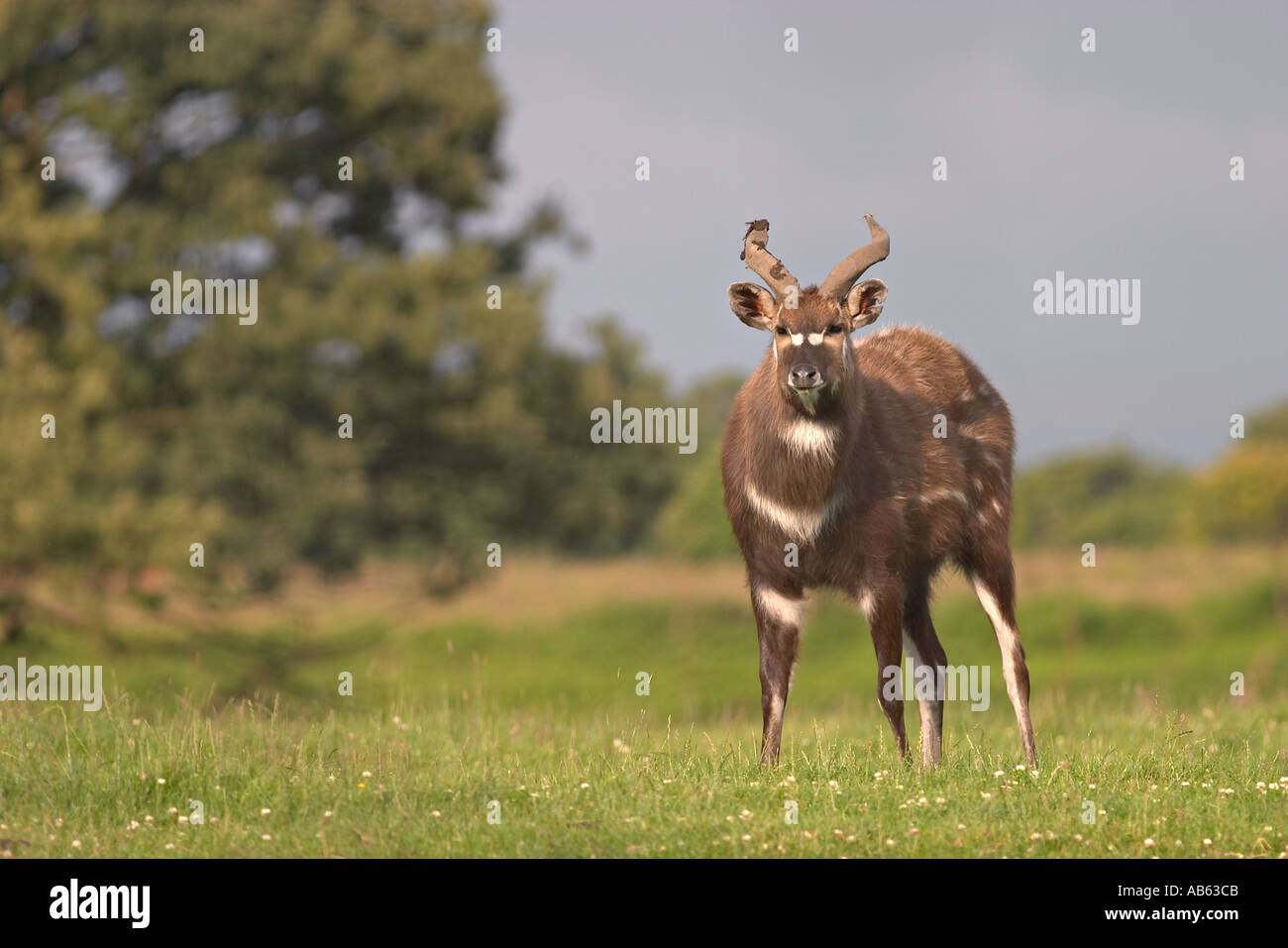 Sitatunga male hi-res stock photography and images - Alamy
