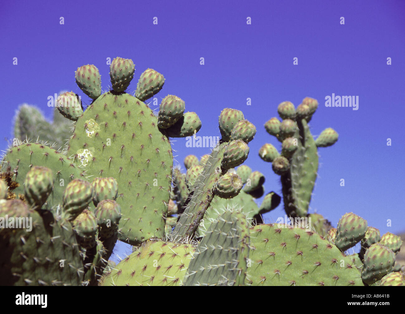 Prickly Pear Cactus with Nopales Stock Photo - Alamy