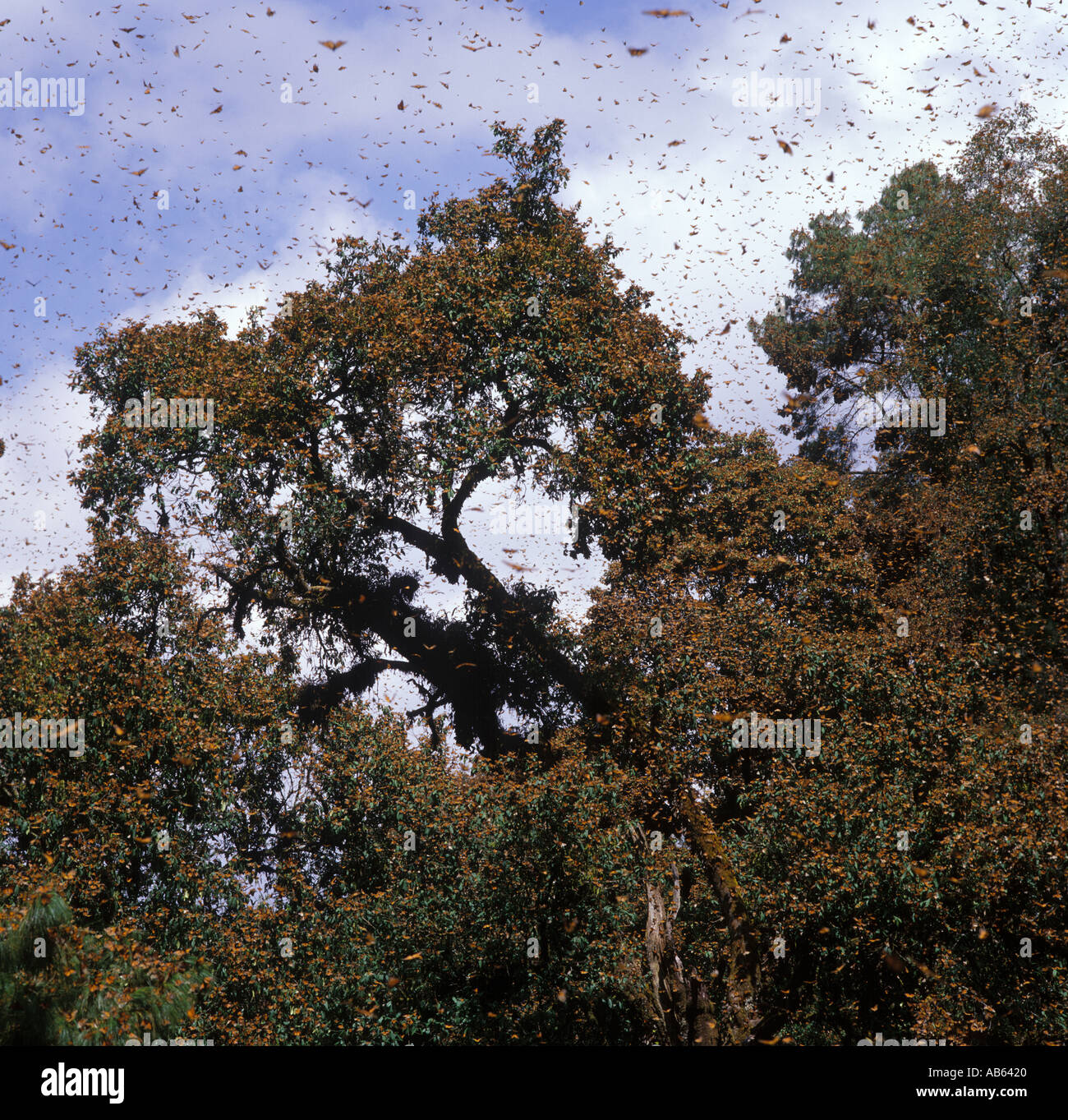 Tree full of Monarch butterflies Stock Photo - Alamy