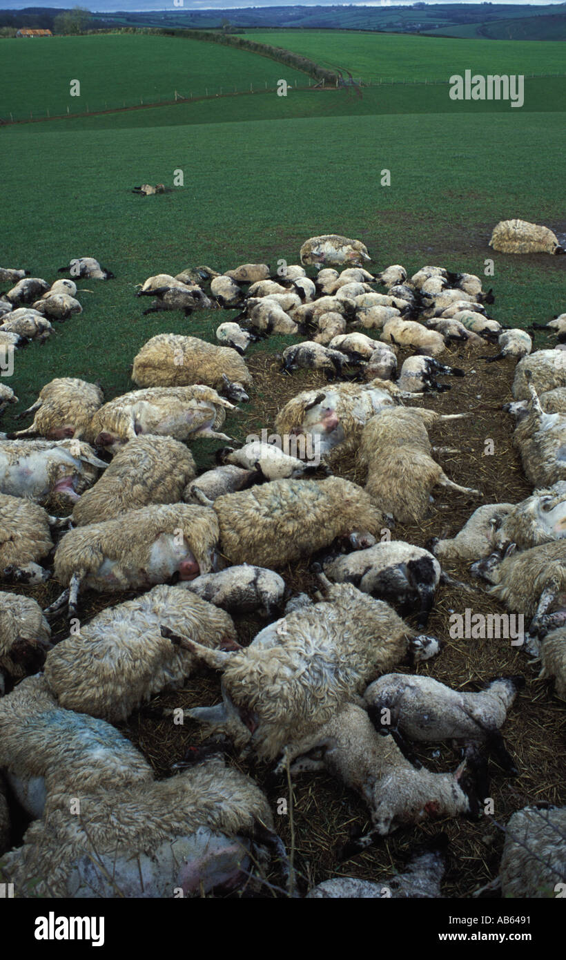 Disease outbreak fmd farm 2001 uk hi-res stock photography and images ...