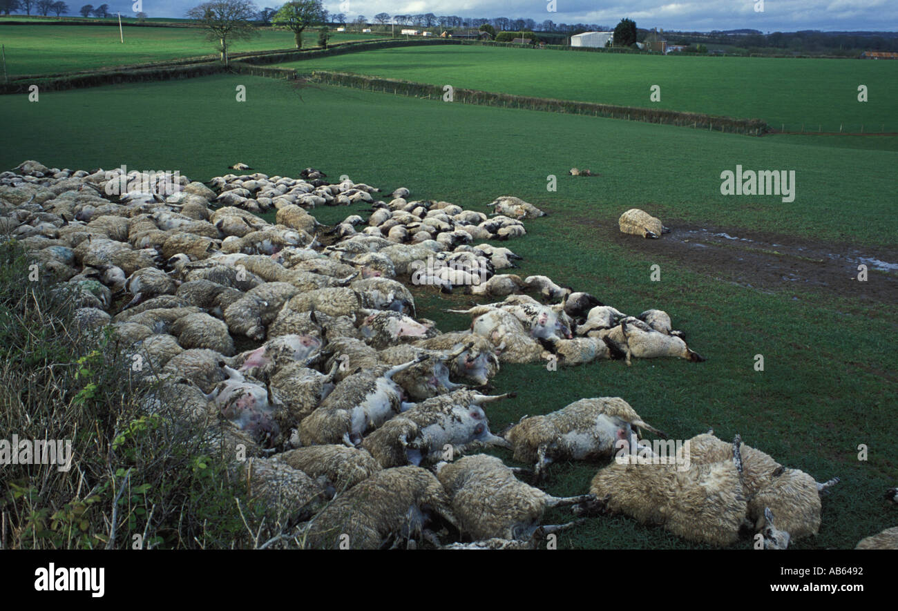 Culled sheep from a contiguous cull during the foot and mouth outbreak ...