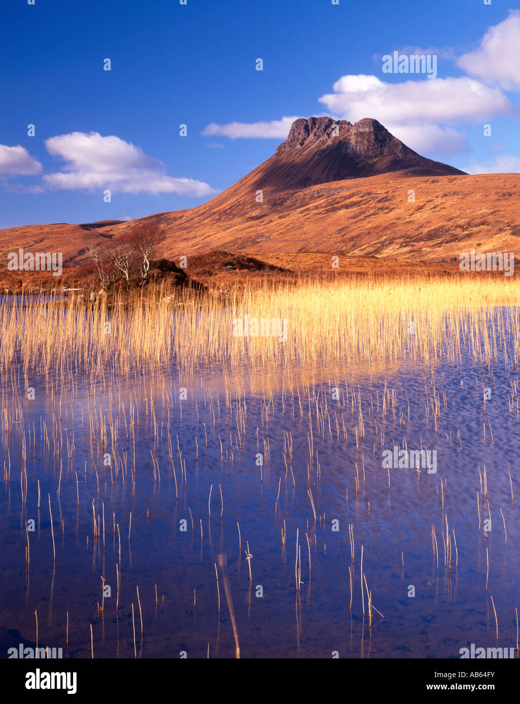 Polly reed hi-res stock photography and images - Alamy