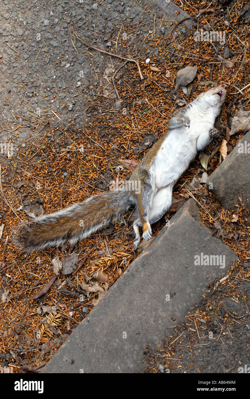 Roadkill - Dead Squirrel by the side of the road Stock Photo - Alamy