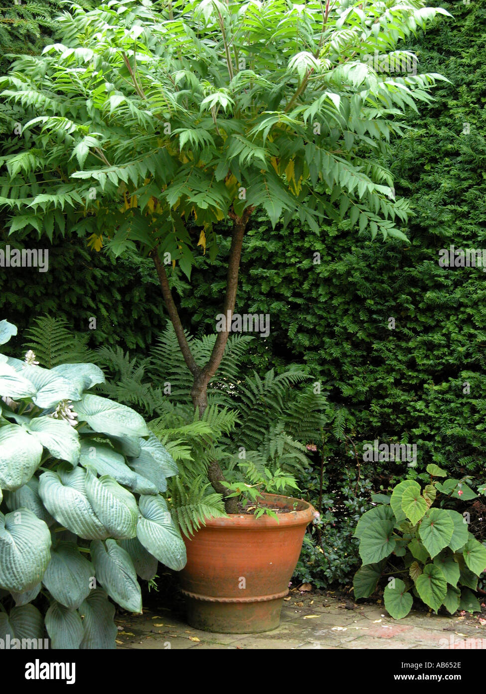 Potted topiary large hi-res stock photography and images - Alamy