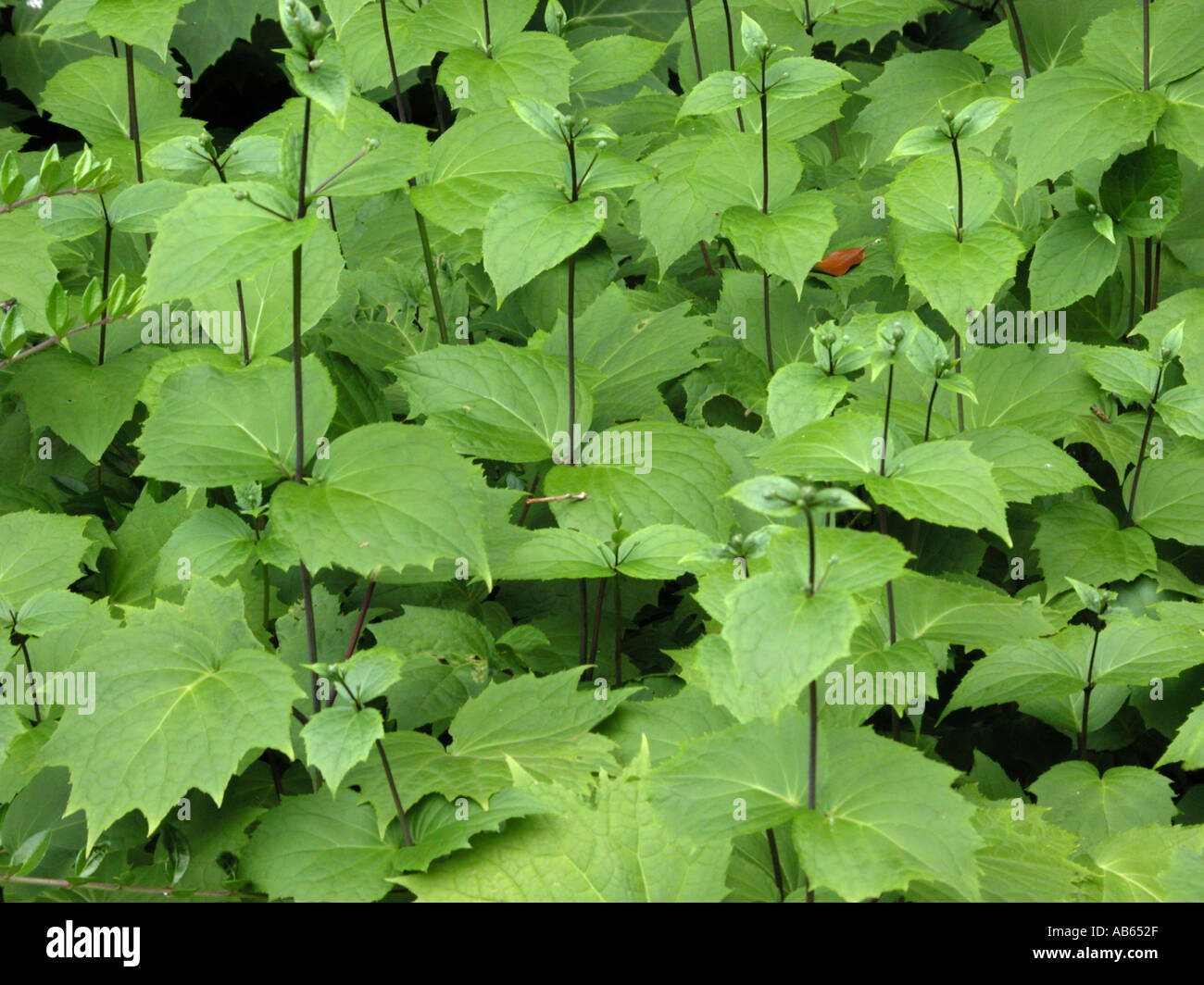 Stems stalks leaves hi-res stock photography and images - Alamy