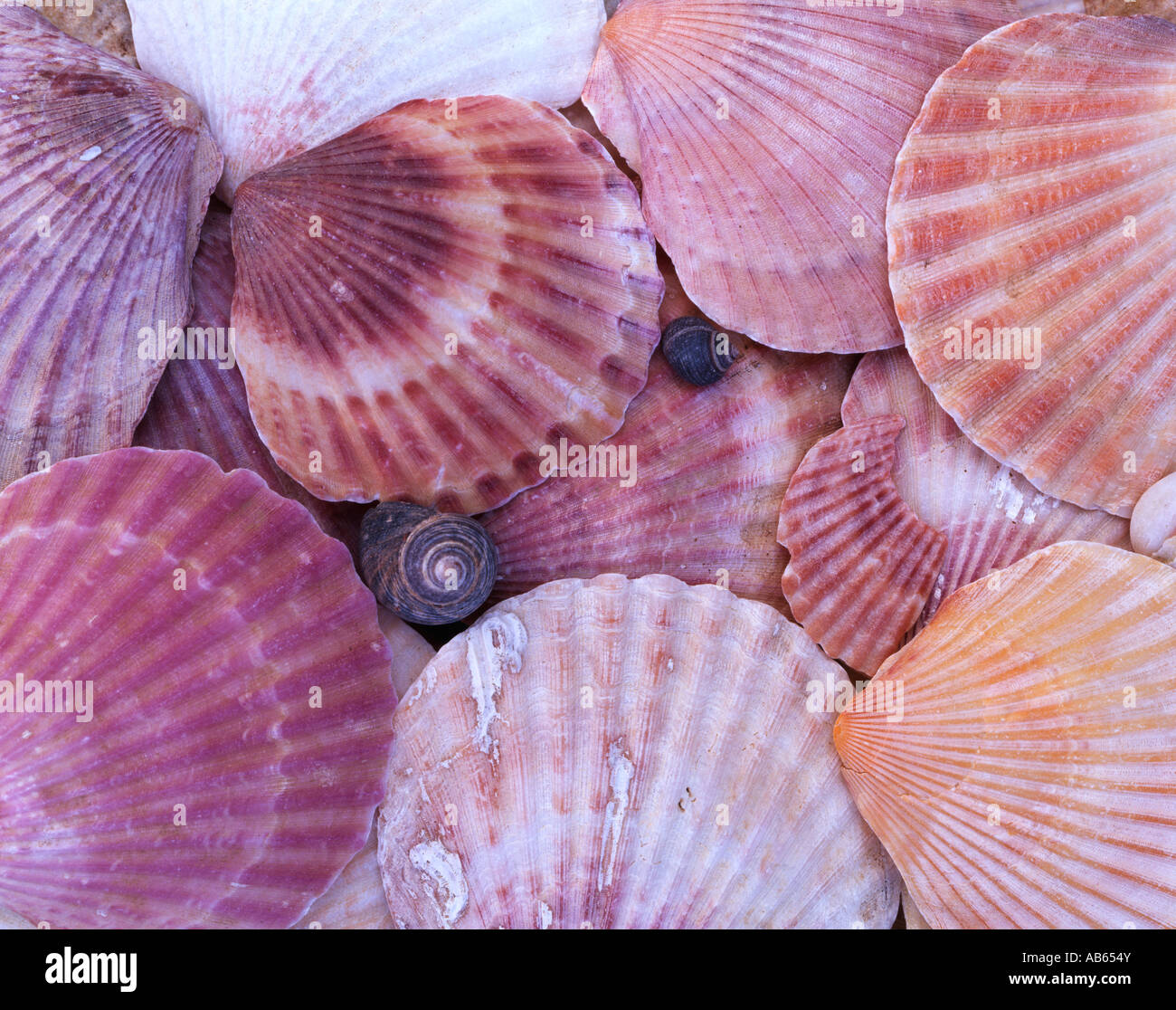 Clam shells washed ashore on a beach near Tarbert, Kintyre, Argyll ...