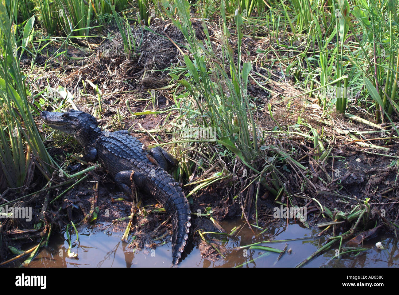Mother Alligator in the Swamp Stock Photo - Alamy