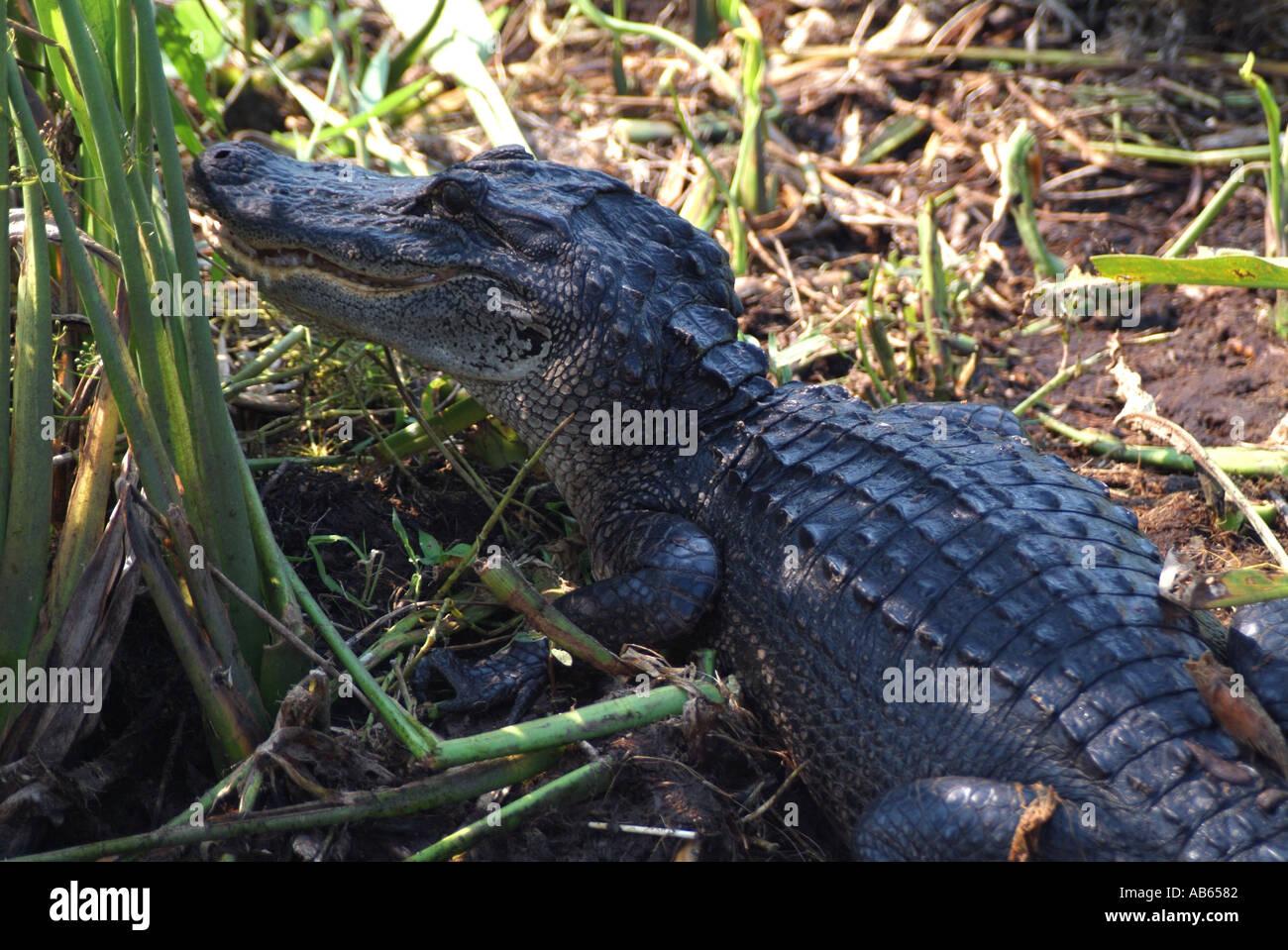 Mother Alligator in the Swamp Stock Photo - Alamy