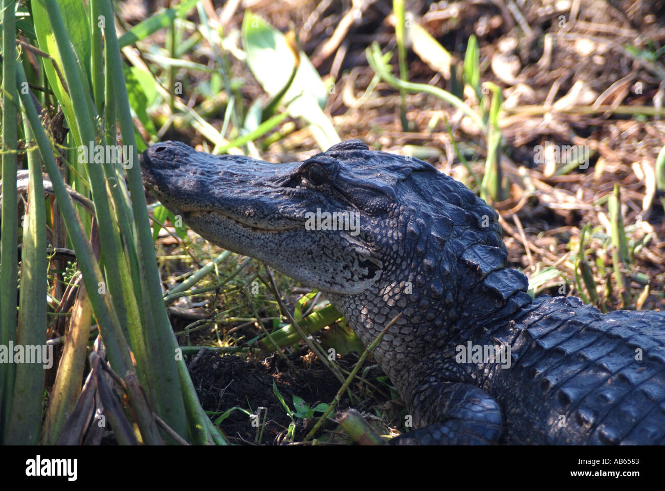 Mother Alligator in the Swamp Stock Photo - Alamy