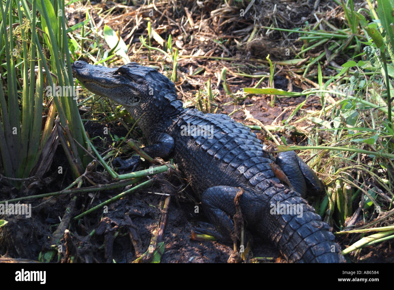 Mother Alligator in the Swamp Stock Photo - Alamy