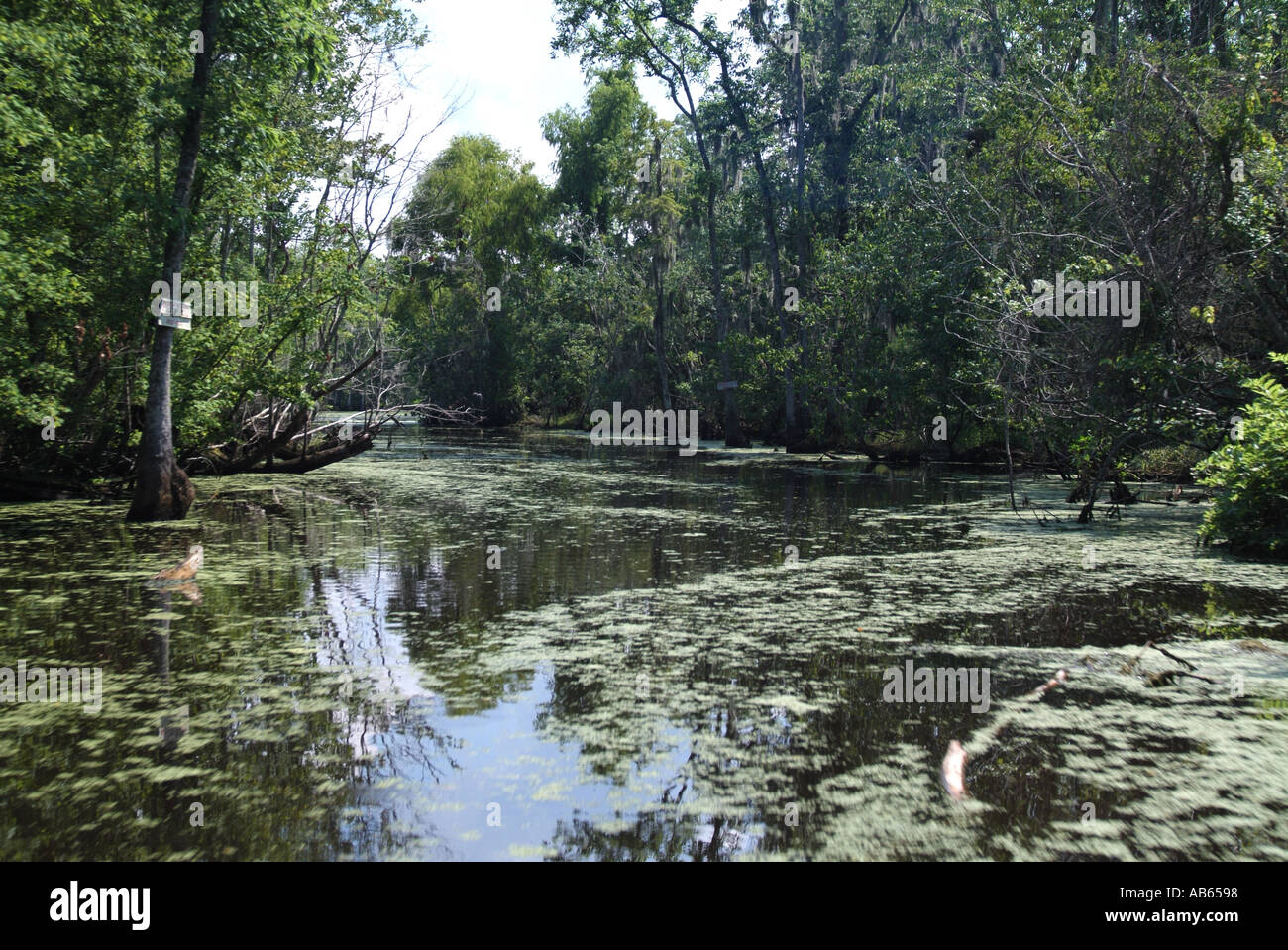 Swamp land in Louisiana Stock Photo - Alamy