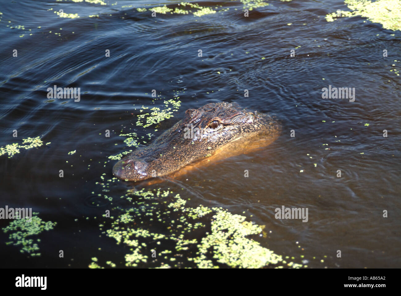Alligator swimming towards you in the swamp Stock Photo - Alamy