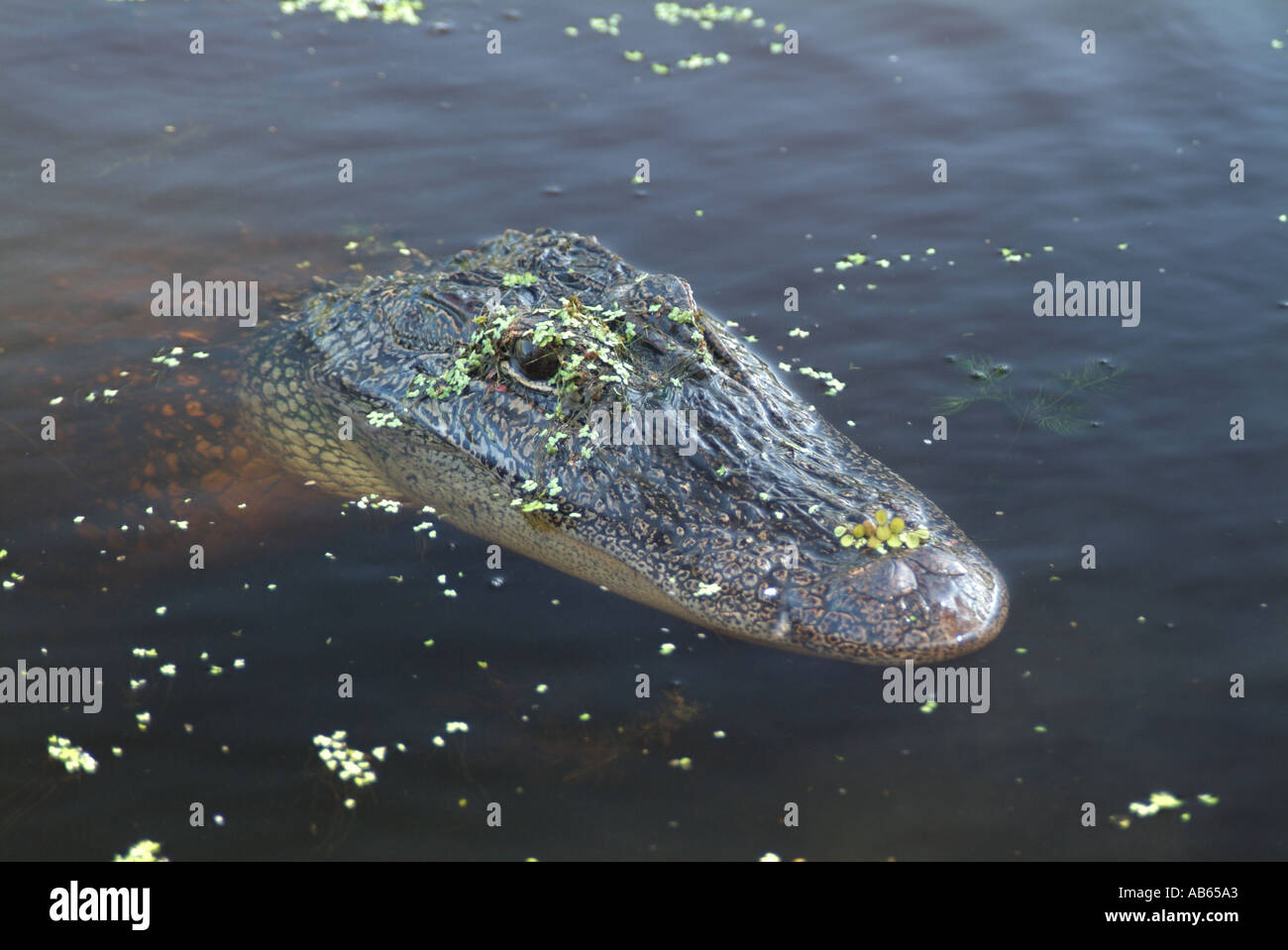 Alligator looking at you in the swamp Stock Photo - Alamy