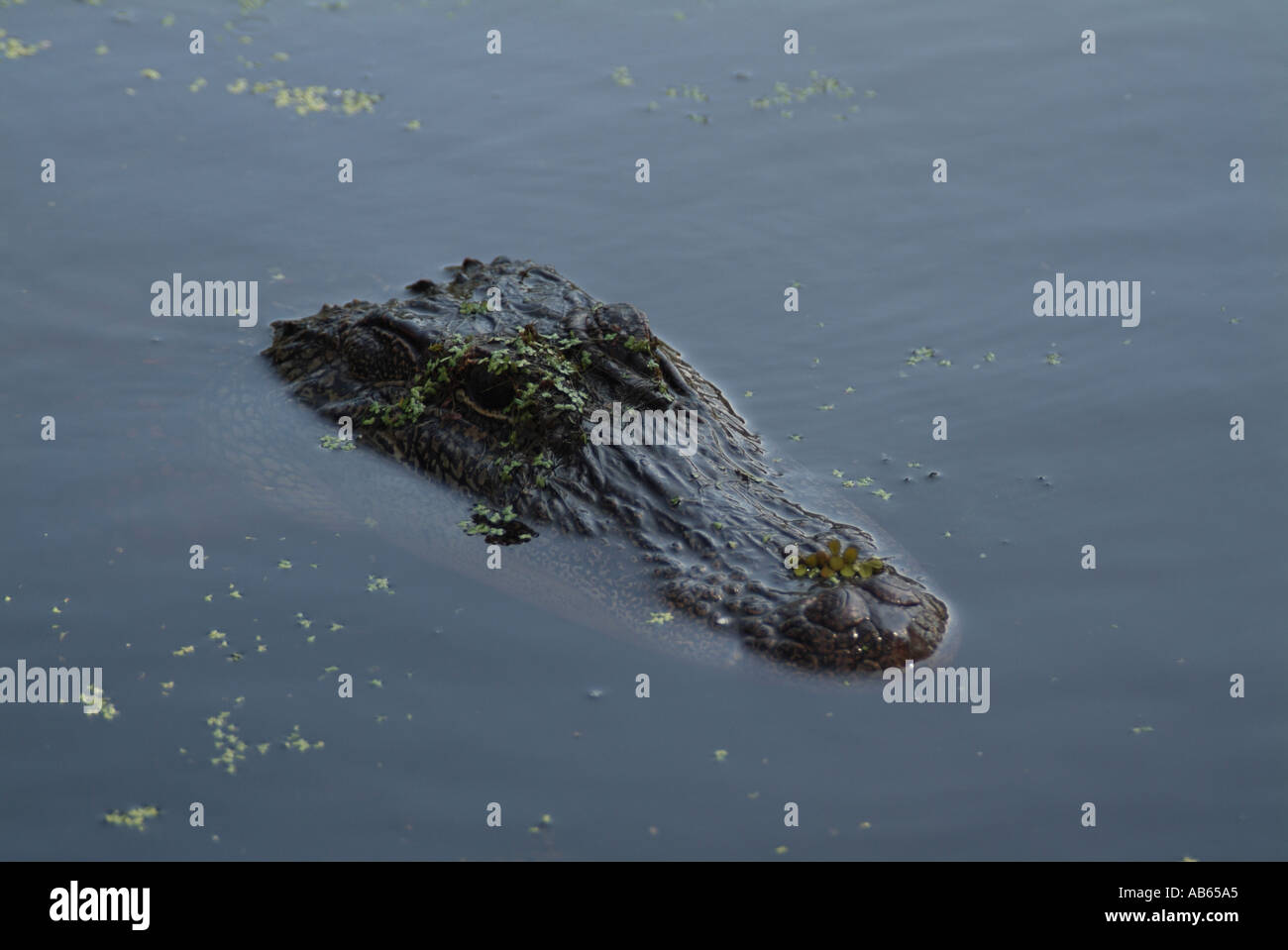 Alligator looking at you in the swamp Stock Photo - Alamy