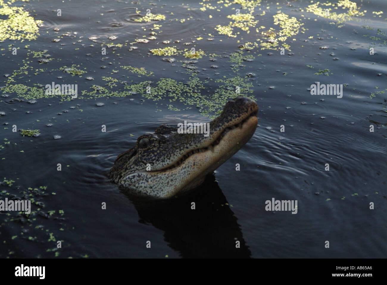 alligator s head Stock Photo - Alamy