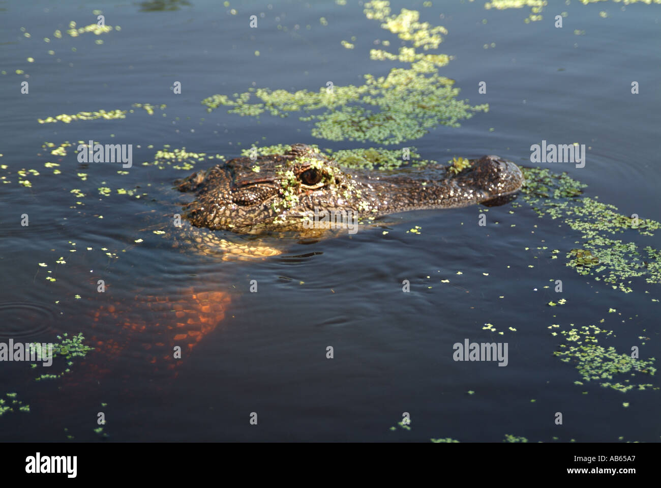 Alligator looking at you in the swamp Stock Photo - Alamy
