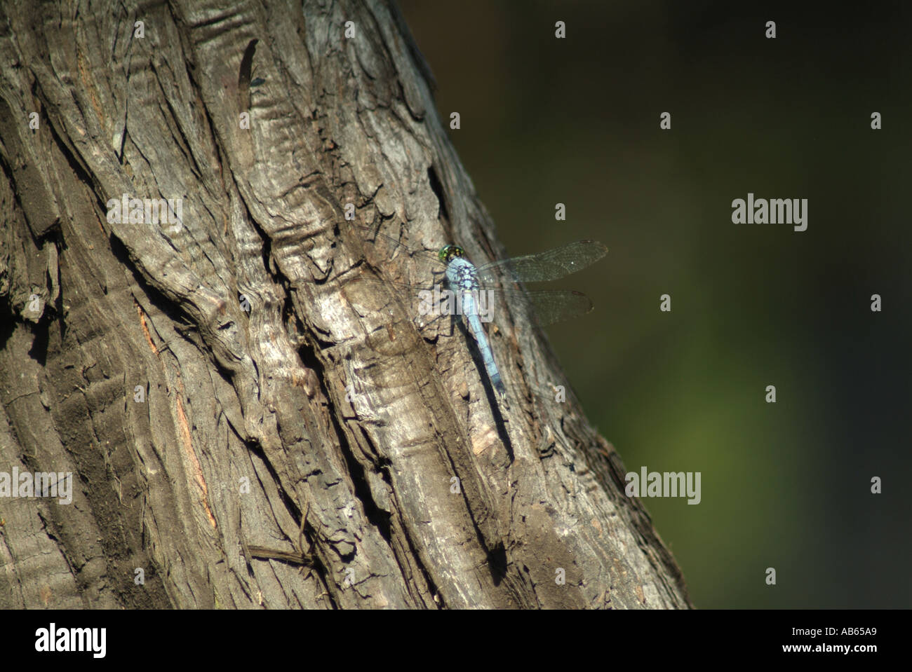 Dragonfly in the Swamp of New Orleans Stock Photo - Alamy
