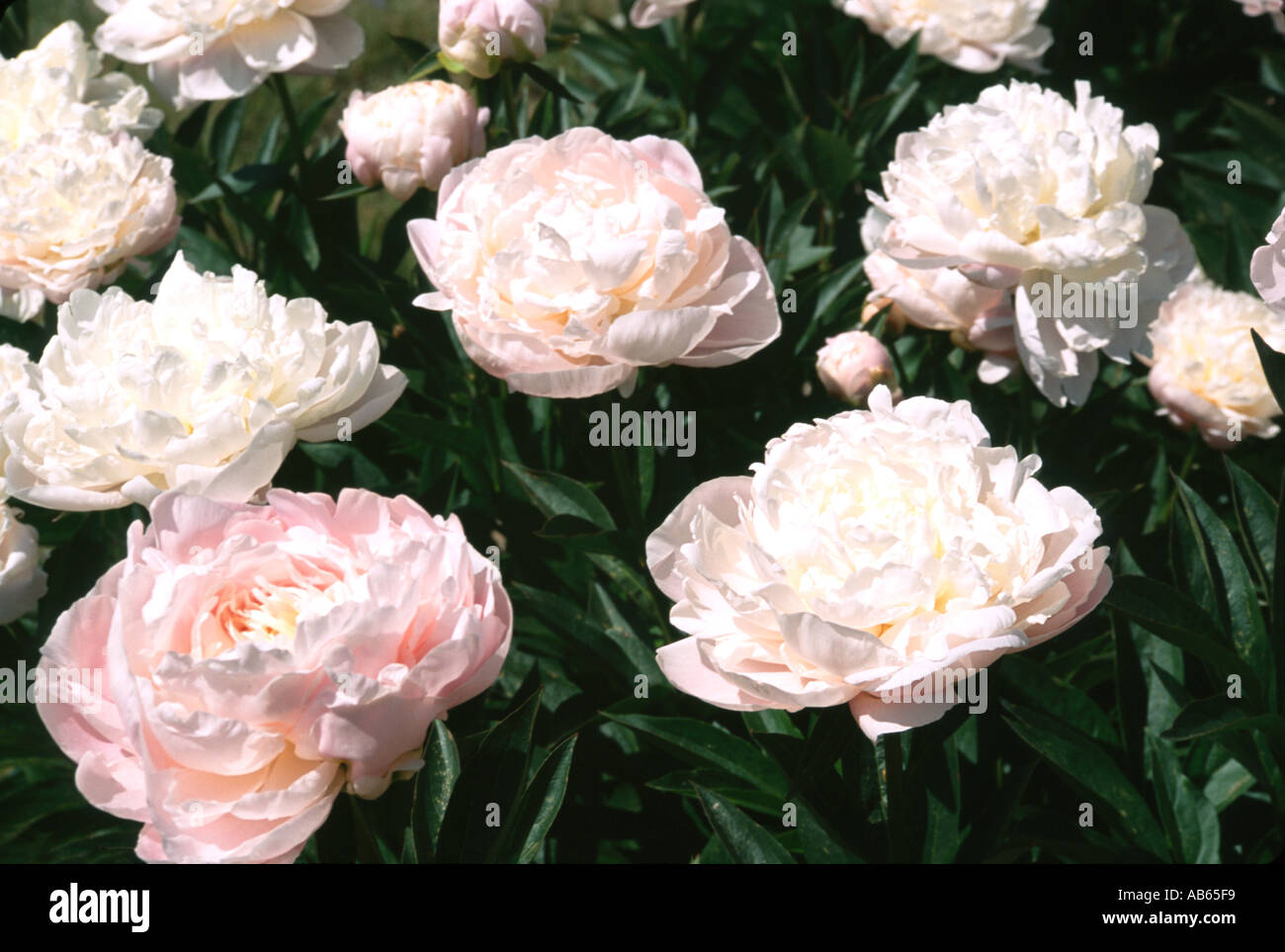 A group of pale pink peonies Stock Photo - Alamy
